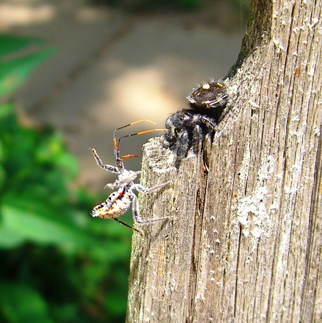 What’s bugging you? – Slightly Off the Grid