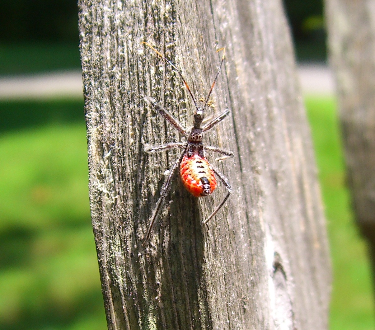 What’s bugging you? – Slightly Off the Grid